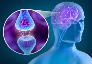 Melanocortin 4 Receptor | Welcome to the MC4R Gene Website